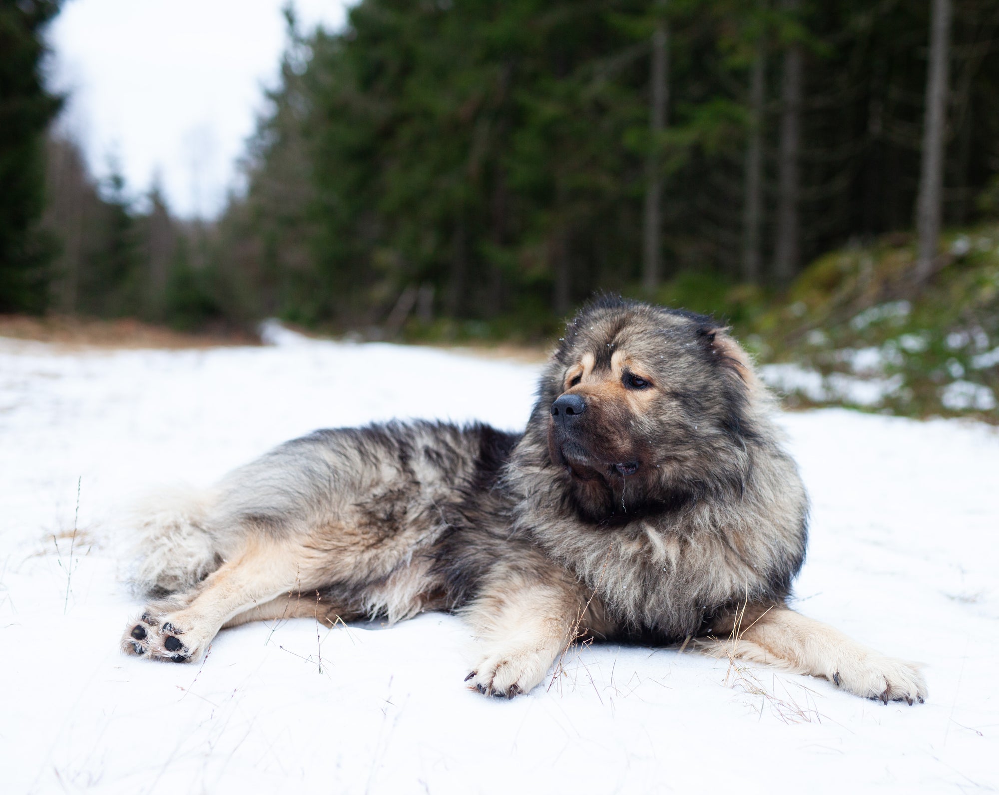 Leather Heavy Duty Dog Collars For Large Dogs – Mountain Dog Club